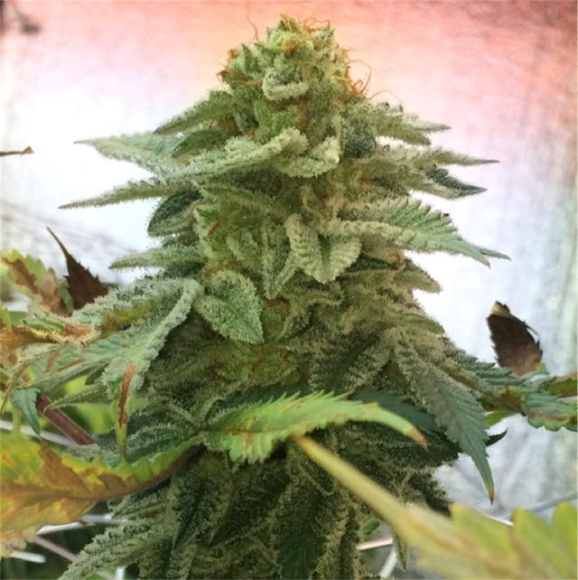 Photos of GG4 Weed Strain Buds | Leafly