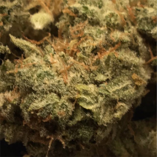 Photos of GG4 Weed Strain Buds | Leafly