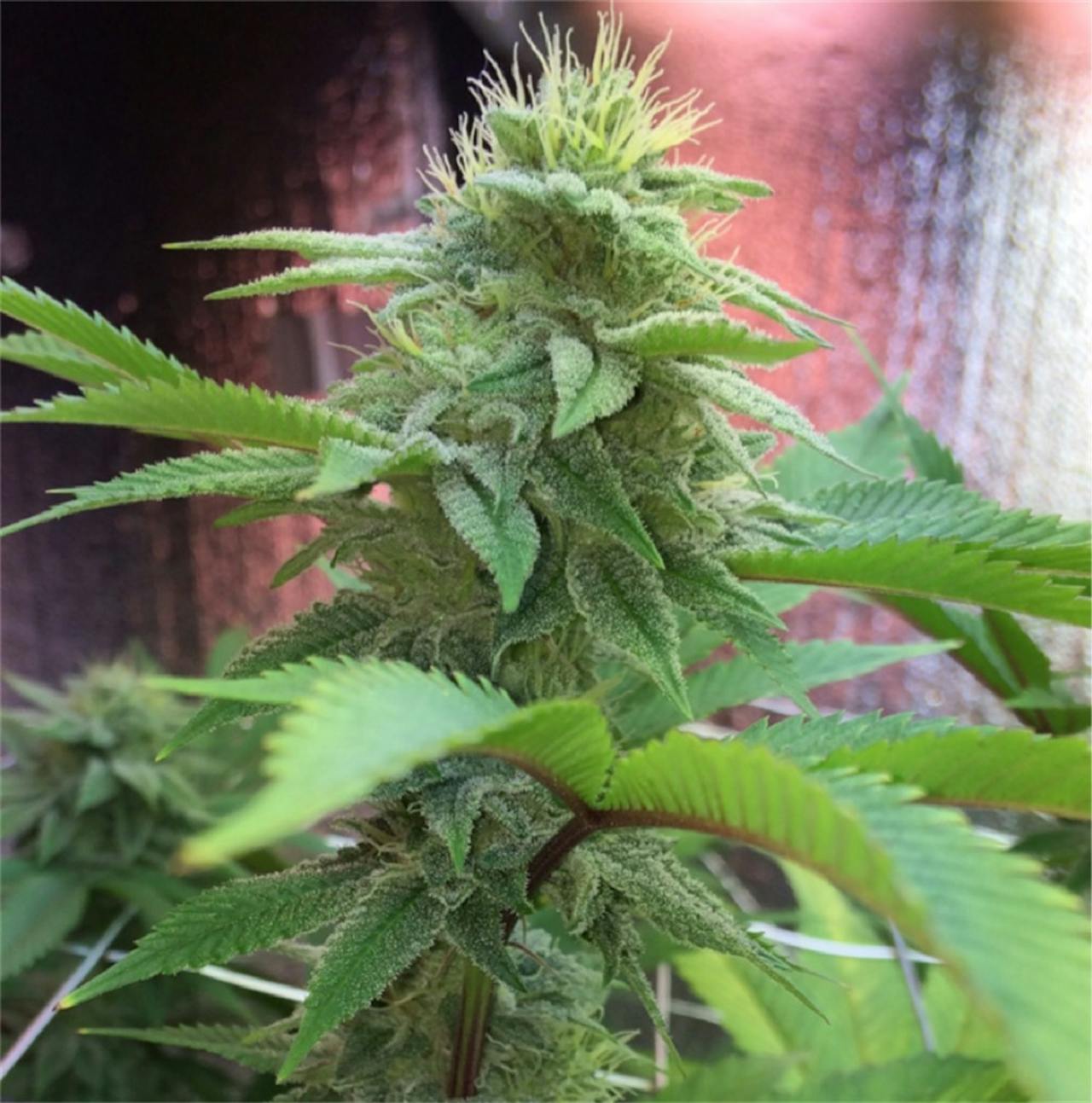 Photos of GG4 Weed Strain Buds | Leafly