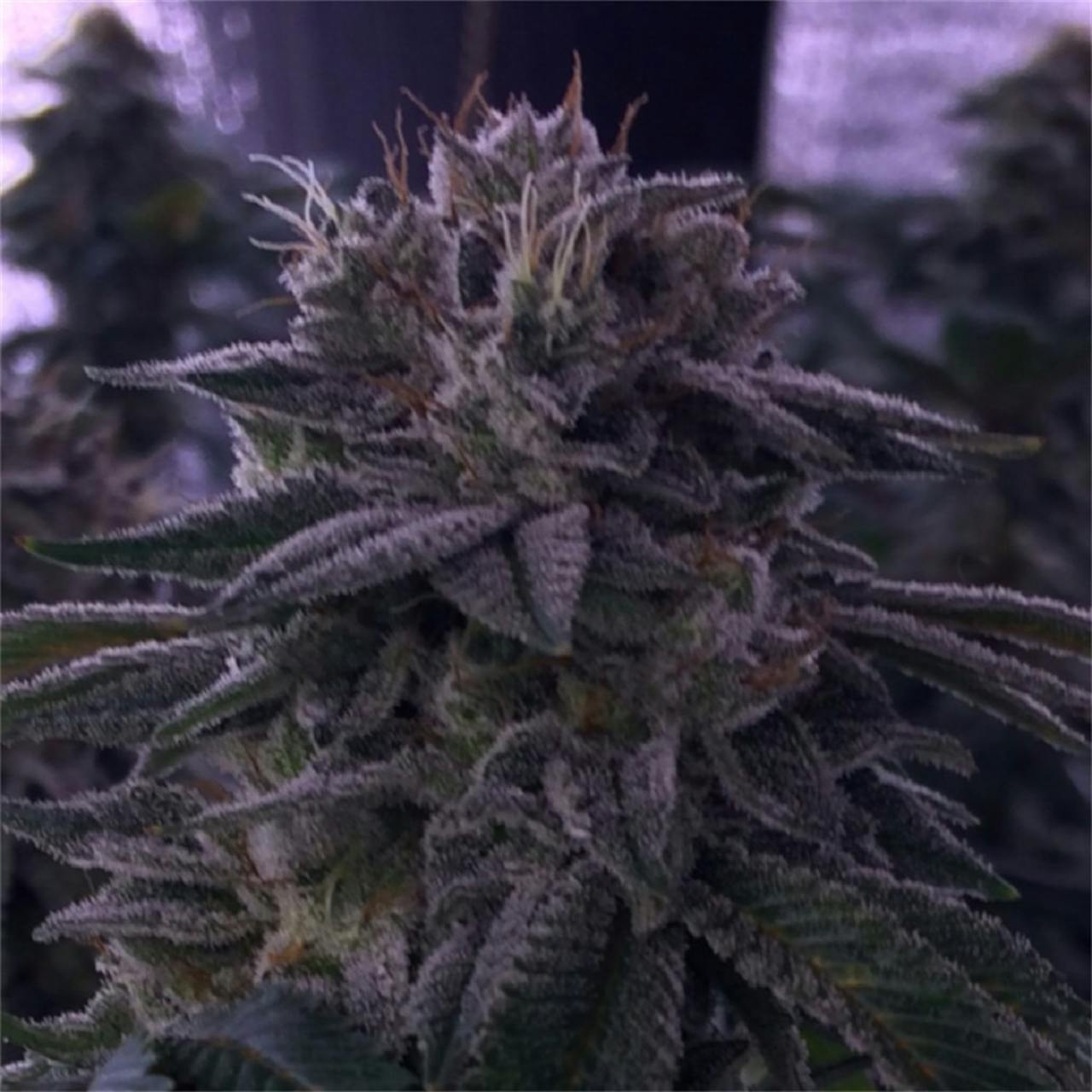 Photos of GG4 Weed Strain Buds | Leafly