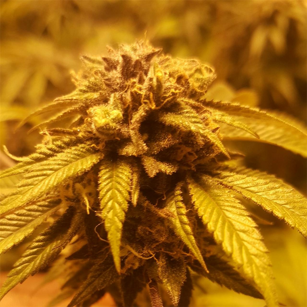 Photos of Grape Ape Weed Strain Buds | Leafly