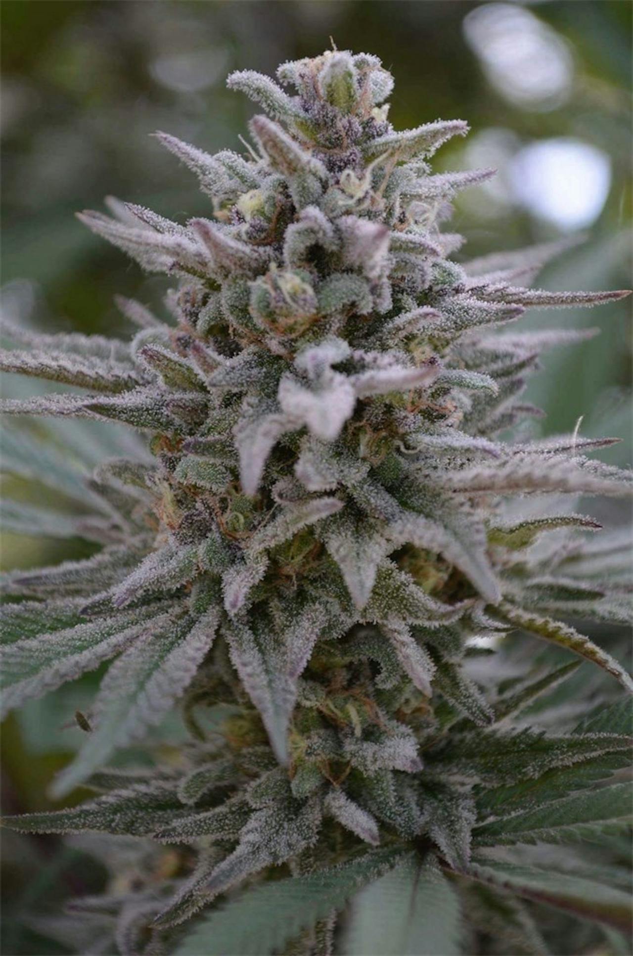 Photos of Grape Ape Weed Strain Buds | Leafly