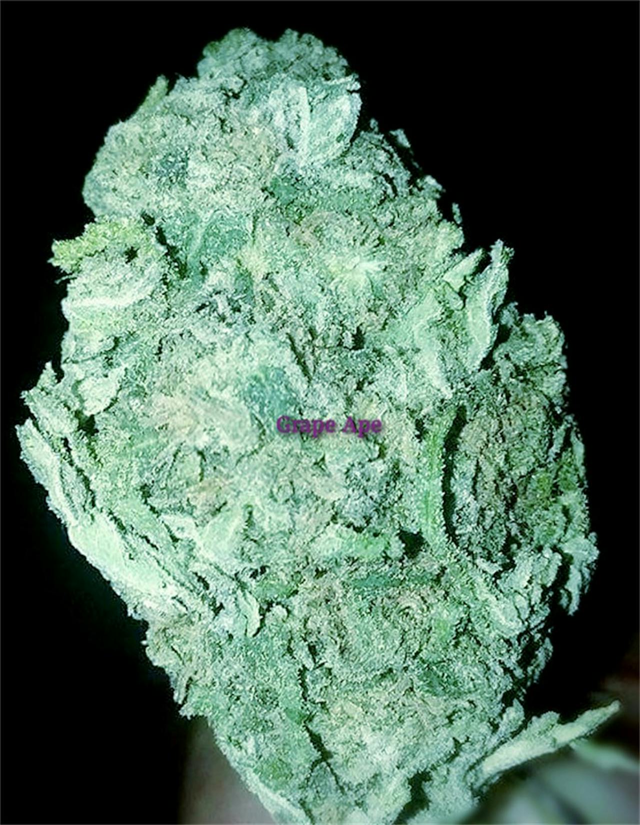 Photos of Grape Ape Weed Strain Buds | Leafly