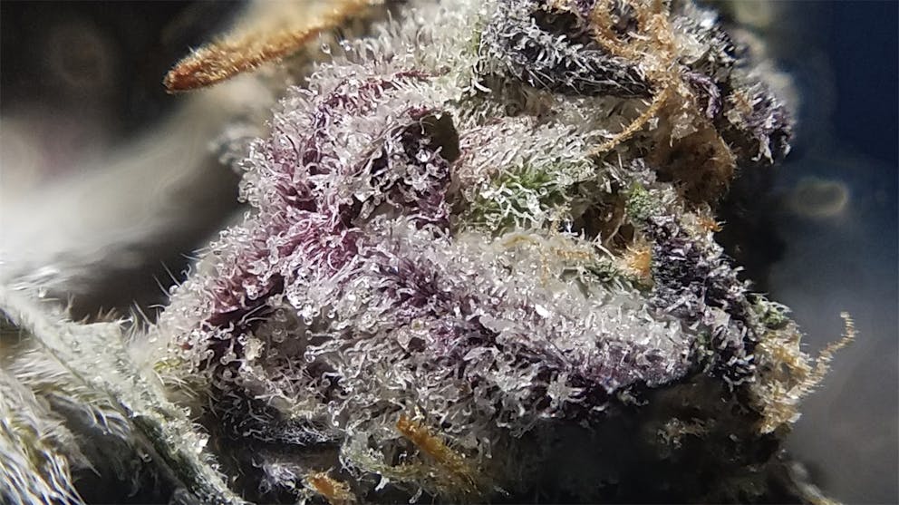Photos of Grape Cookies Weed Strain Buds | Leafly