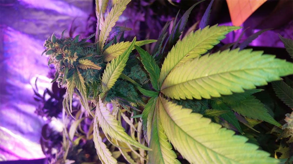 Photos of Grape Kush Weed Strain Buds | Leafly