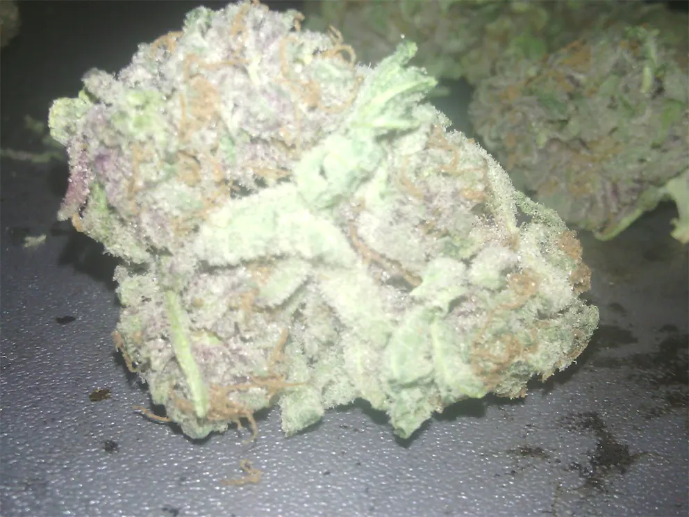 Photos of Grape OX Weed Strain Buds | Leafly