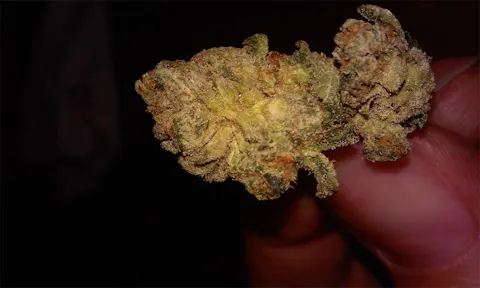 Grape Skunk Weed Strain Information | Leafly