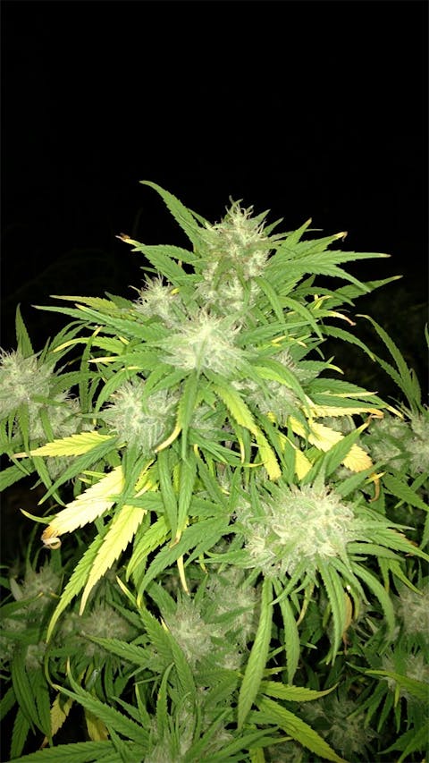 Grape Skunk Weed Strain Information | Leafly