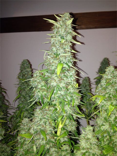 Grape Valley Kush aka GVK Weed Strain Information | Leafly