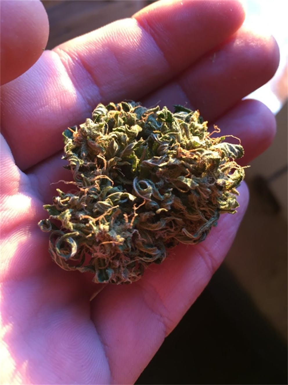 Photos of Grapefruit Haze Weed Strain Buds | Leafly