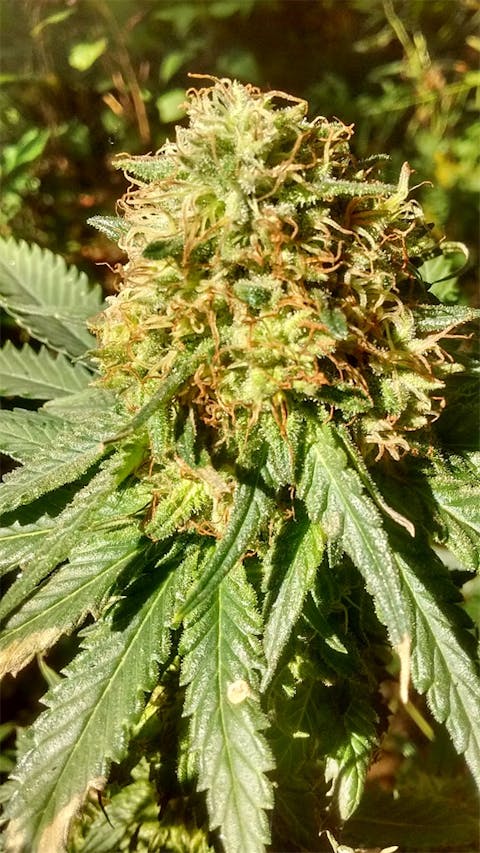 Grapefruit Kush Weed Strain Information | Leafly