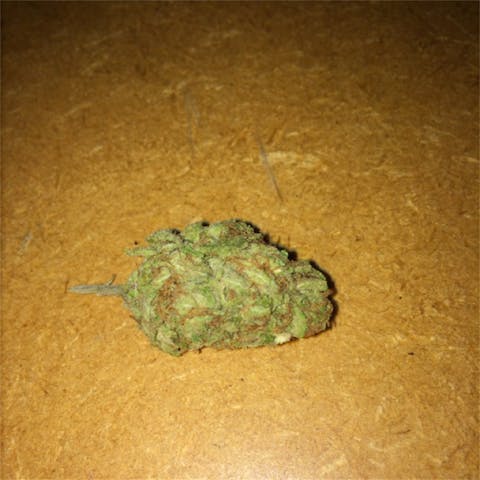 Great White Shark aka Peacemaker, White Shark Weed Strain Information ...