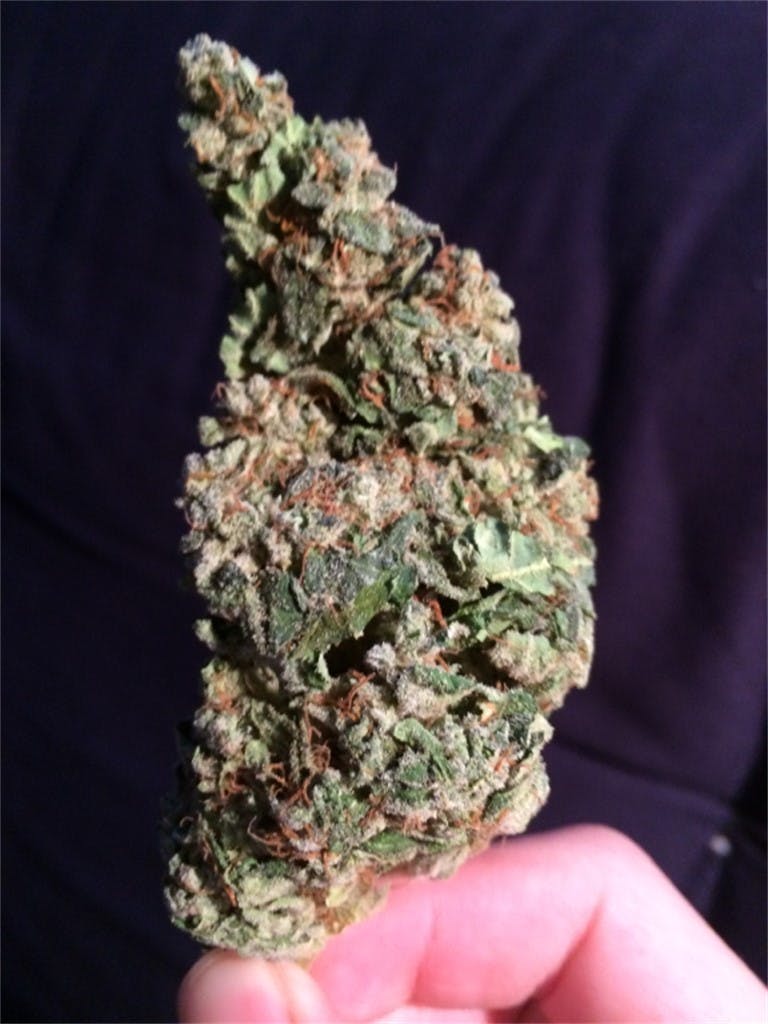 Photos of Great White Shark Weed Strain Buds | Leafly