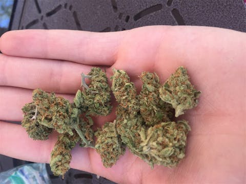 Green Crack Extreme aka Extreme Green Crack Weed Strain Information ...