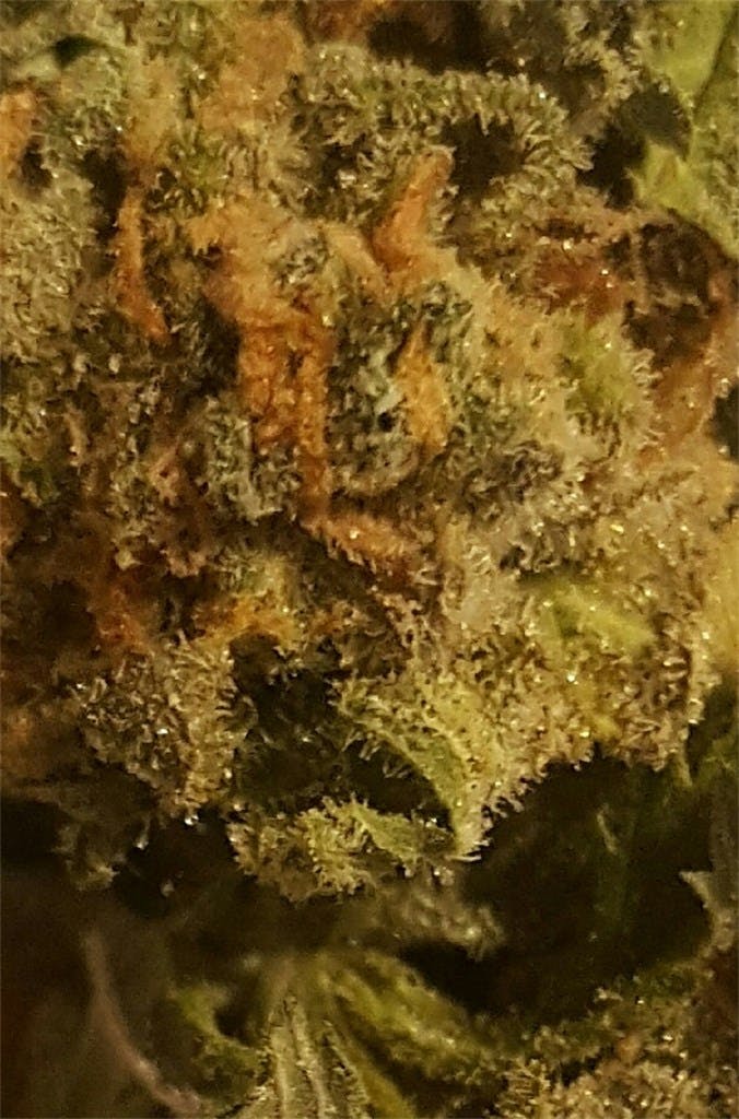 Photos of Green Crack Weed Strain Buds | Leafly