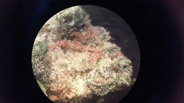 Photos of Green Crack Weed Strain Buds | Leafly