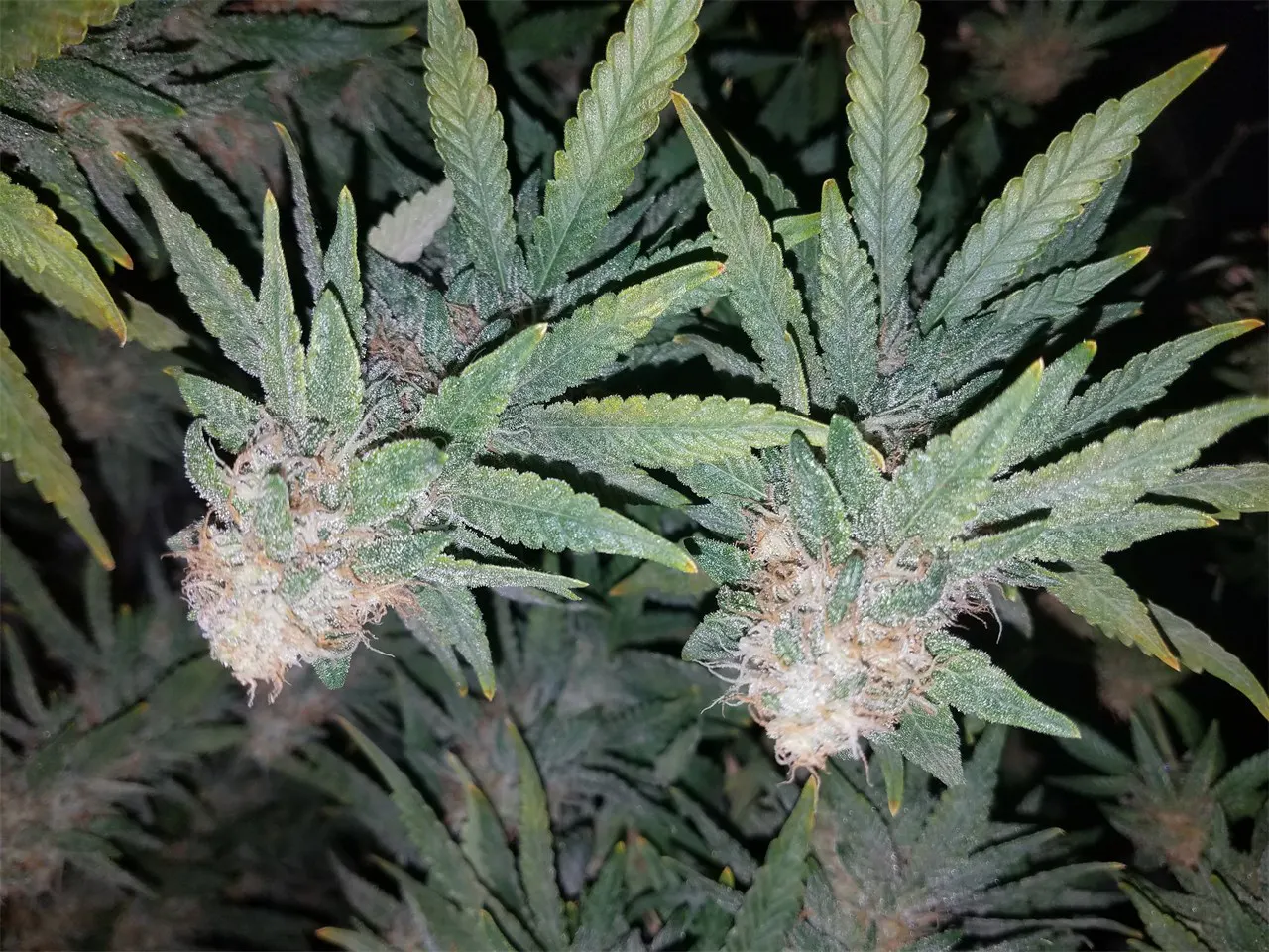 Photos of Green Crack Weed Strain Buds | Leafly