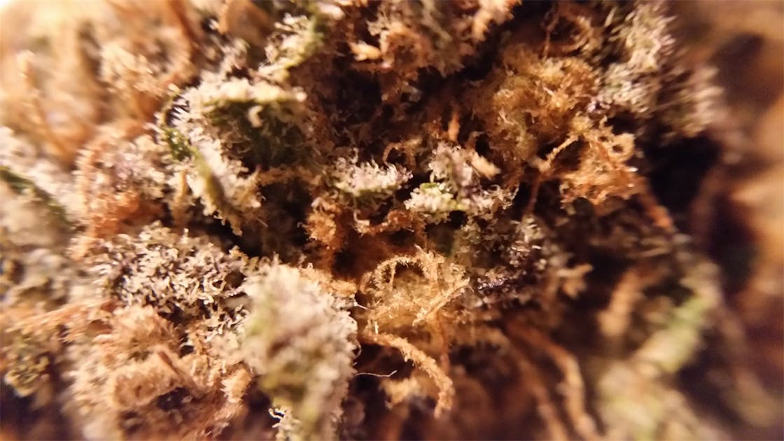 Photos of Green Crack Weed Strain Buds | Leafly