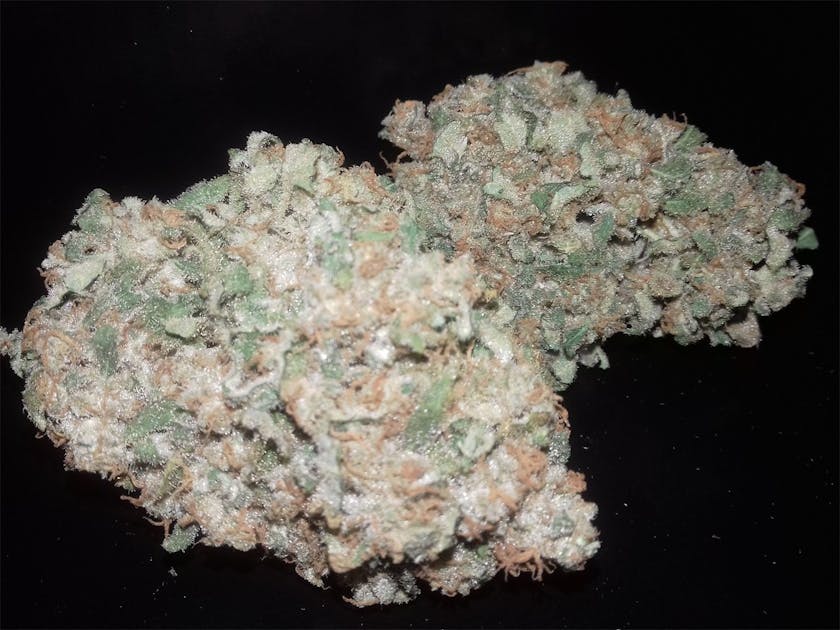 Photos of Green Poison Weed Strain Buds | Leafly