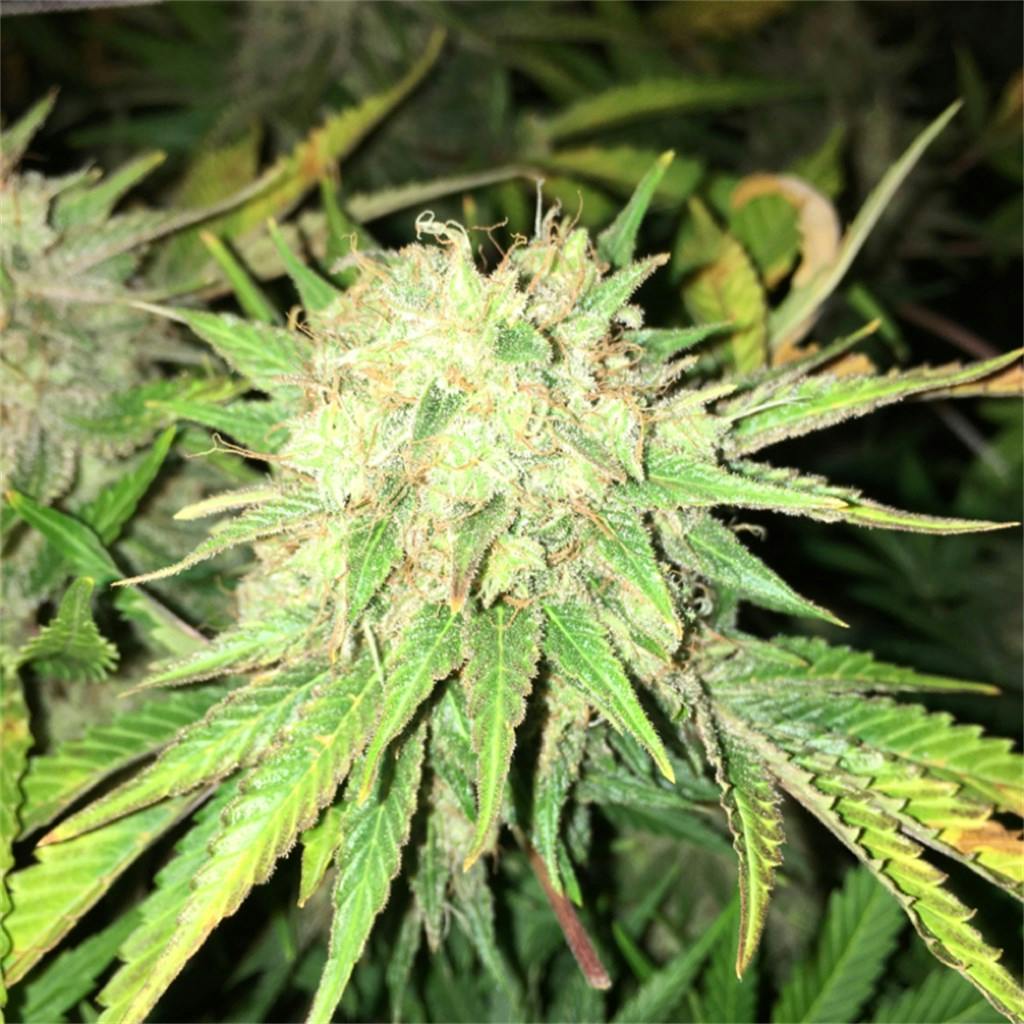 Gupta Haze Weed Strain Information | Leafly