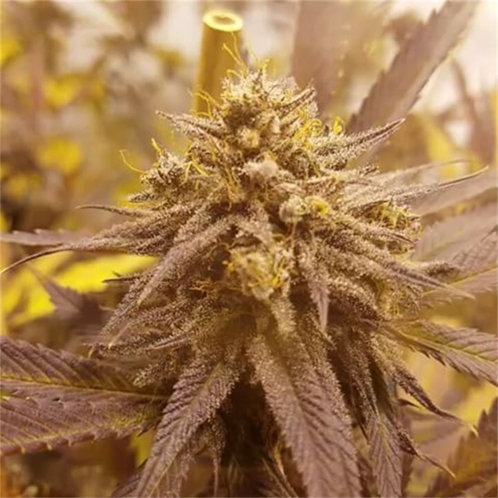 Photos of Gutbuster Weed Strain Buds | Leafly