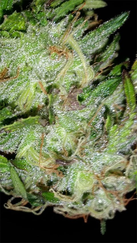 Hash Plant aka Hashplant Weed Strain Information | Leafly