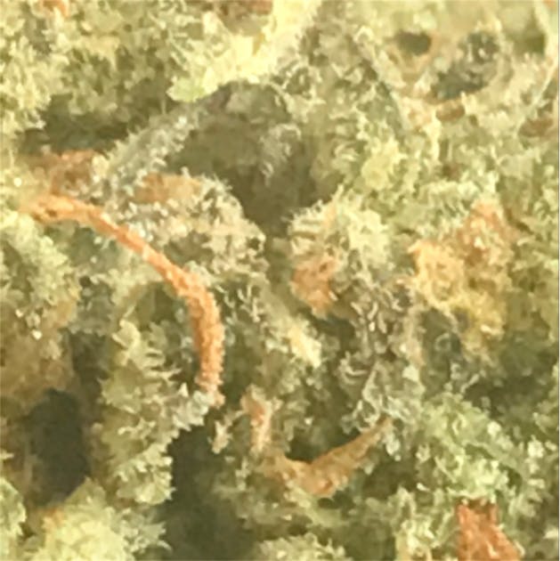 Photos of Hash Plant Weed Strain Buds | Leafly