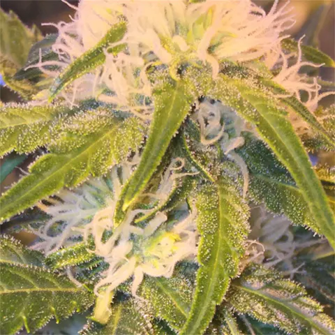 Hash Plant aka Hashplant Weed Strain Information | Leafly
