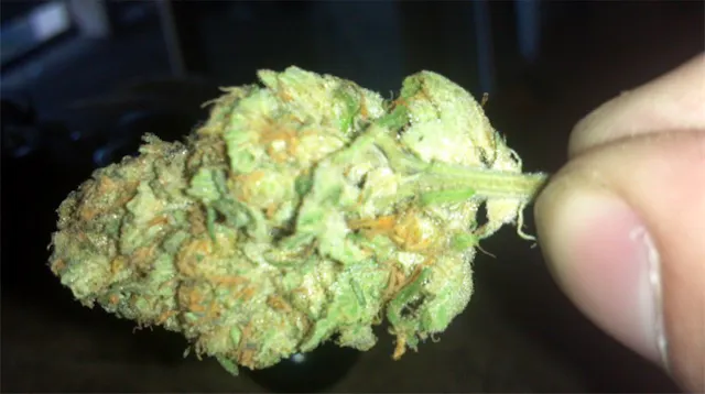 Photos of Hawaiian Delight Weed Strain Buds | Leafly