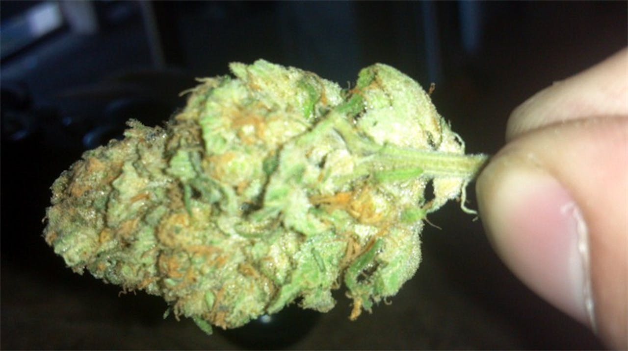 Photos of Hawaiian Delight Weed Strain Buds | Leafly