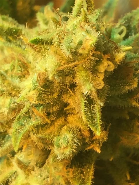 Hawaiian Snow Weed Strain Information | Leafly