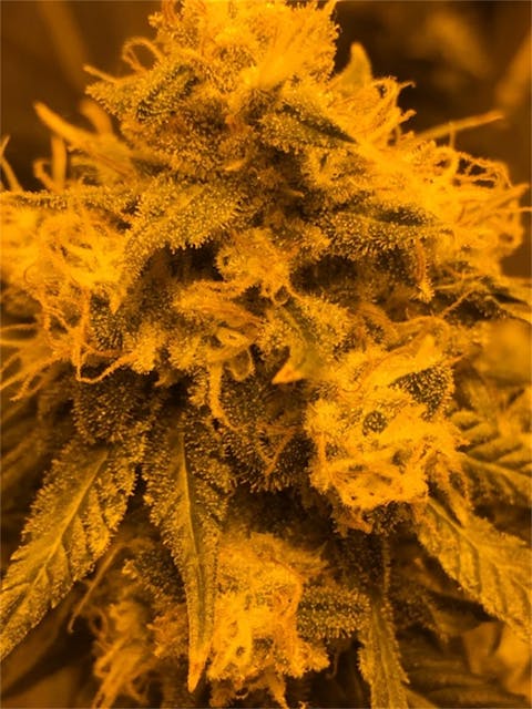 Hawaiian Snow Weed Strain Information | Leafly