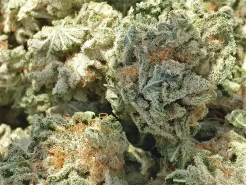 Headband aka HB Weed Strain Information | Leafly