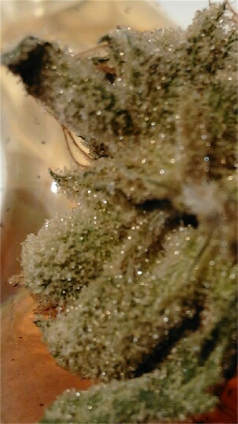 Hellfire OG aka Hell's Fire, Hellfire, Hell's Fire OG Weed Strain ...