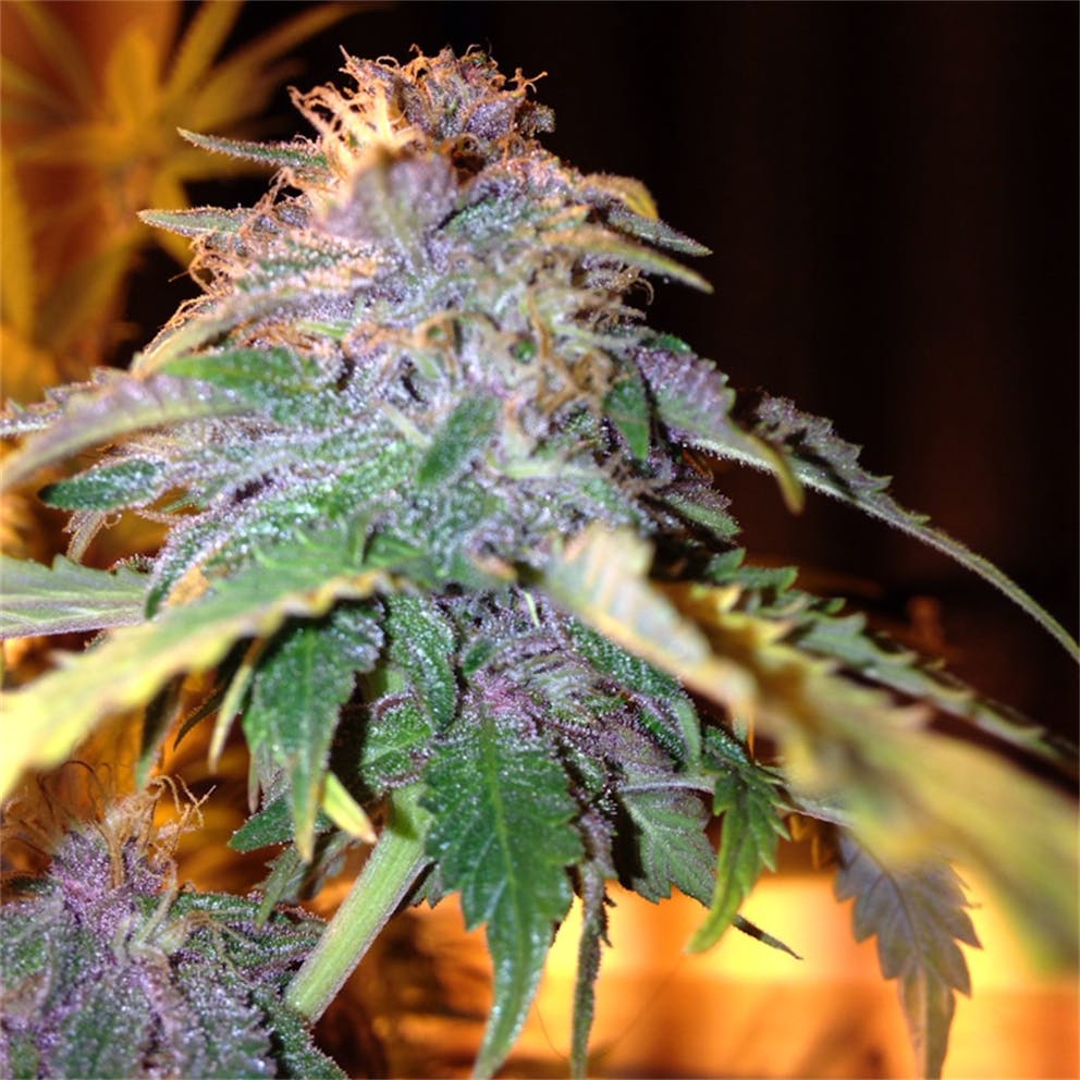 Photos of Herijuana Weed Strain Buds | Leafly