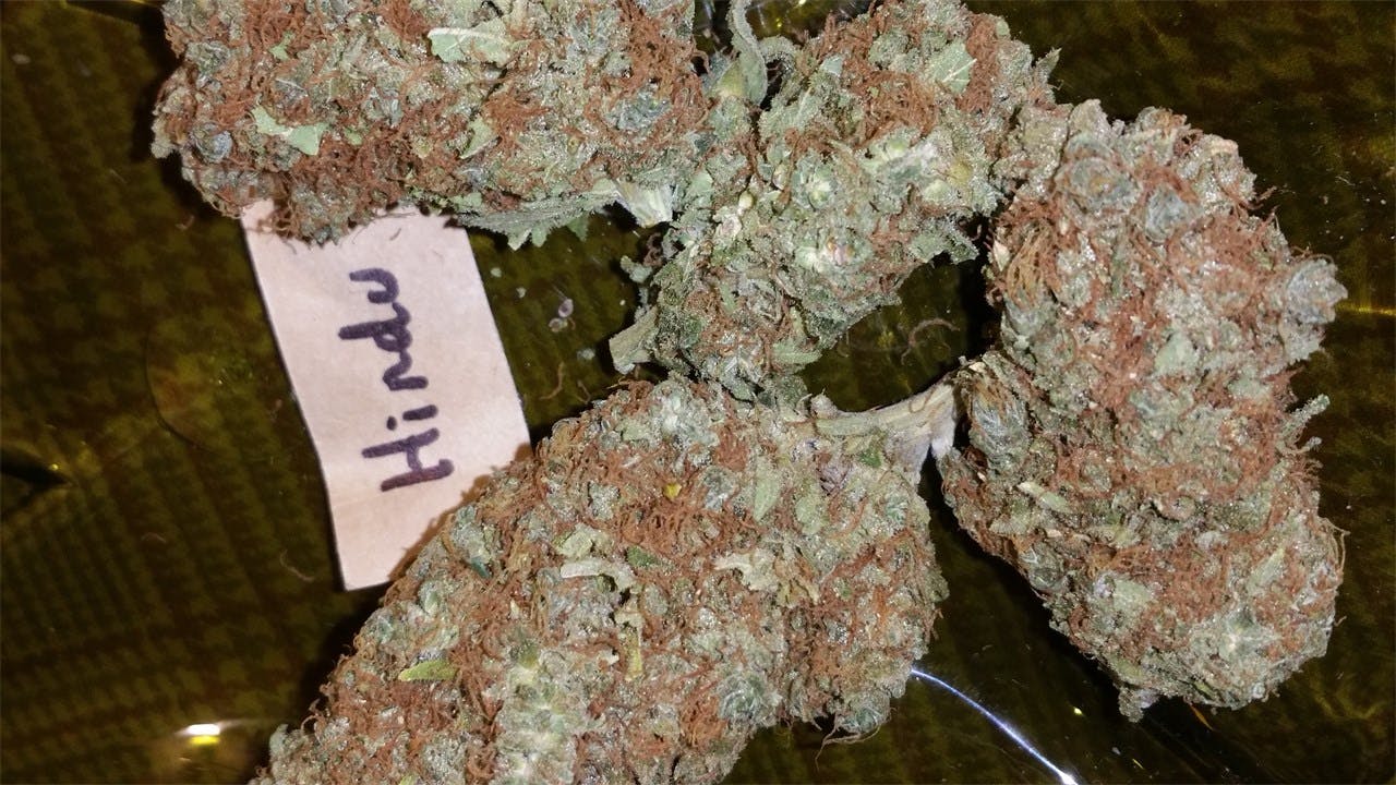 Hindu Skunk aka Dragonite, Skunk Kush, Hindu Kush Skunk Weed Strain ...
