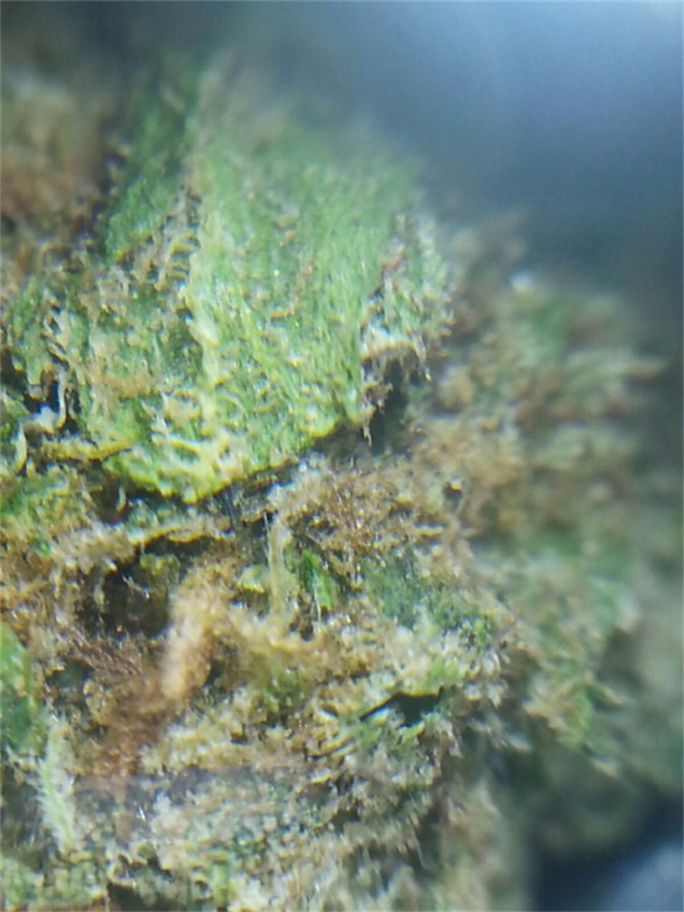 Photos of Hippie Crippler Weed Strain Buds | Leafly