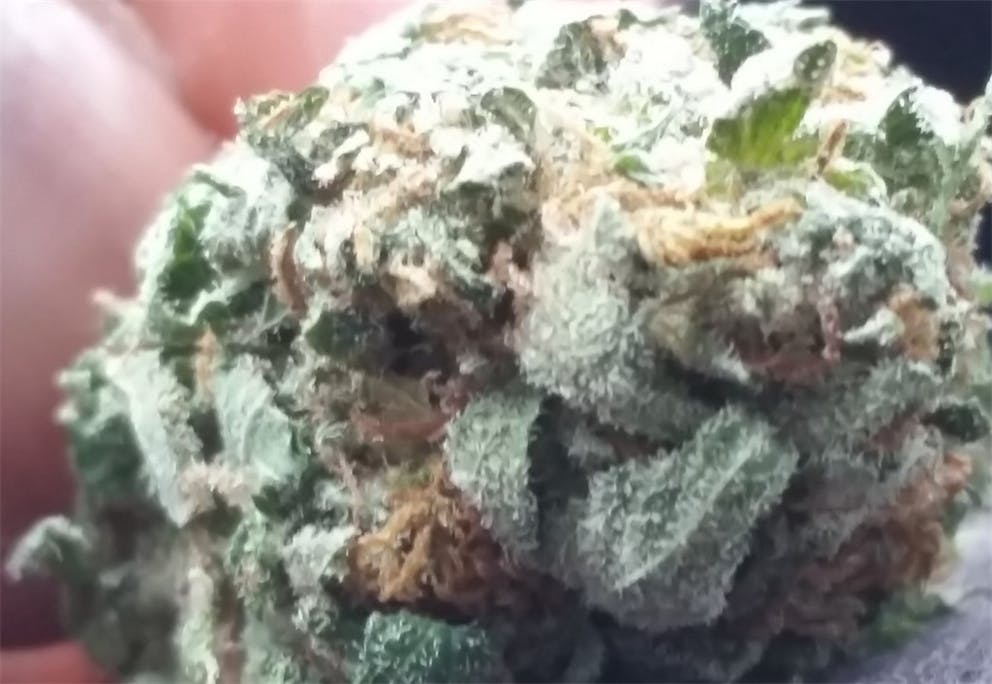 Photos of Hippie Crippler Weed Strain Buds | Leafly