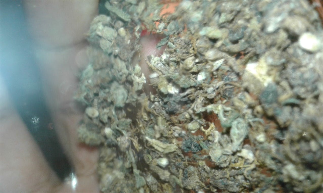 Holland's Hope aka Holland Hope Weed Strain Information | Leafly