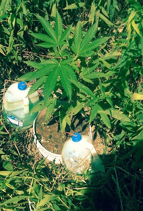 Ice Weed Strain Information | Leafly