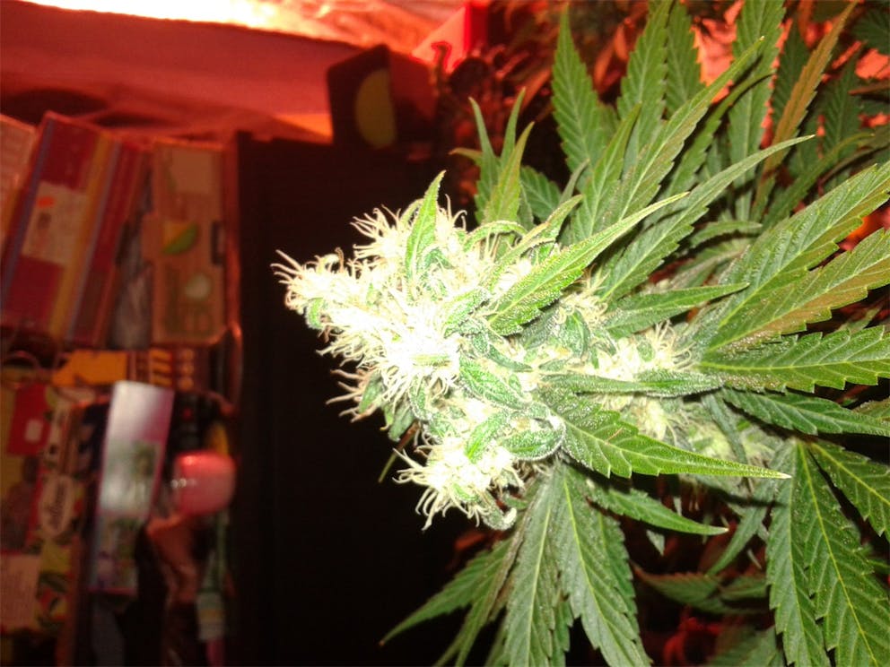 Photos of Ice Weed Strain Buds | Leafly