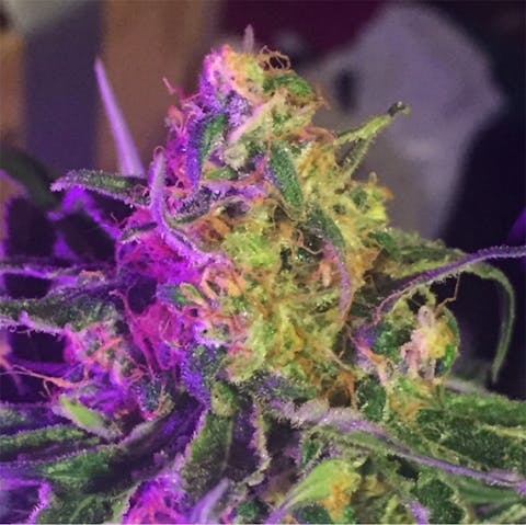 Ice Weed Strain Information | Leafly