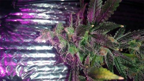 Ice Weed Strain Information | Leafly