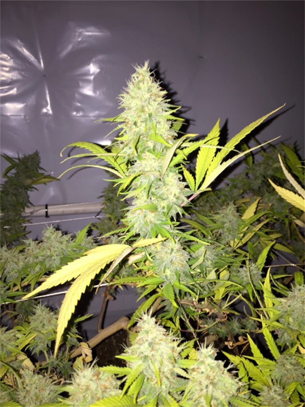 Photos of ICED Grapefruit Weed Strain Buds | Leafly