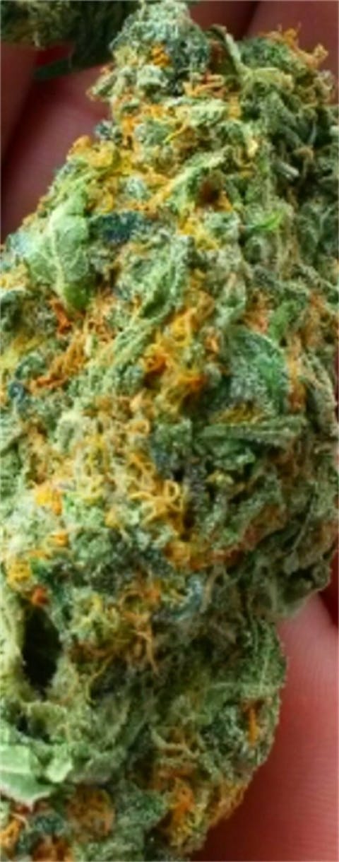 Ingrid Weed Strain Information | Leafly