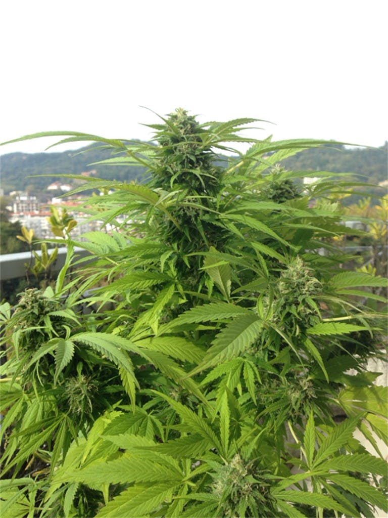 Jack 47 Weed Strain Information | Leafly