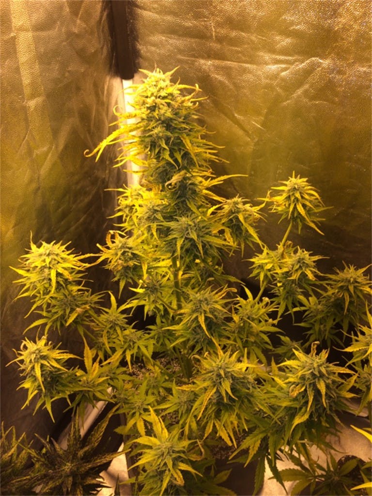 Jack 47 Weed Strain Information | Leafly