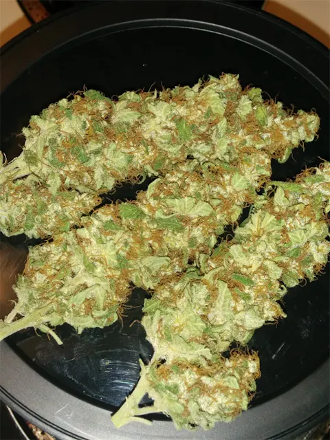 Jack Diesel Weed Strain Information | Leafly