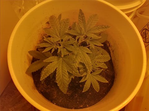 Jack's Cleaner Weed Strain Information | Leafly