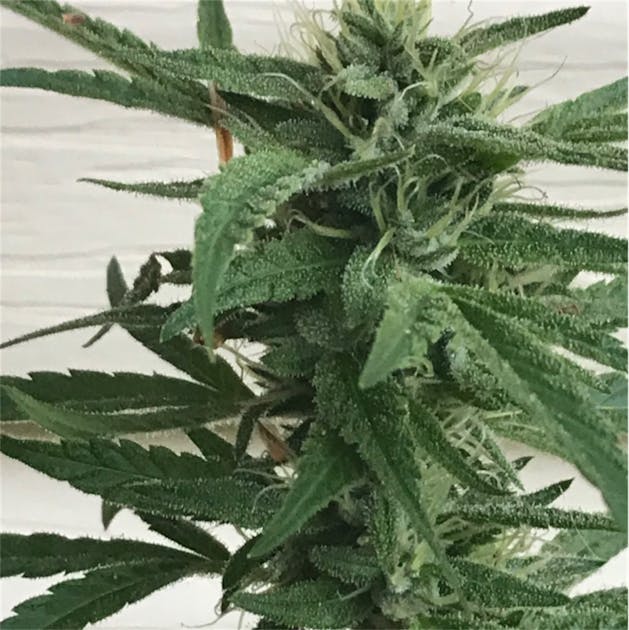 Photos of Jack the Ripper Weed Strain Buds | Leafly